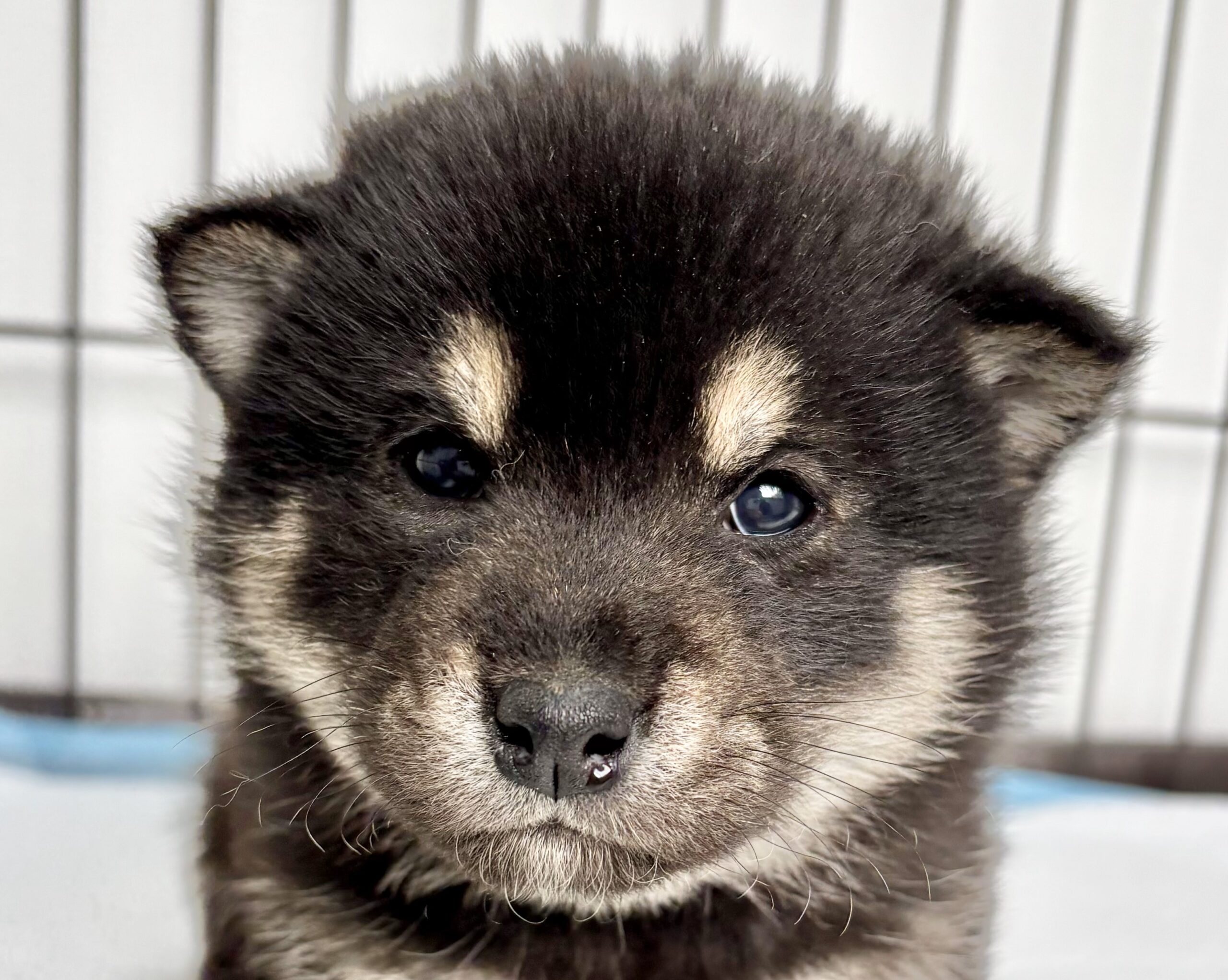 お問い合わせ番号 B2512 | 柴犬専門犬舎 北陸越前荘